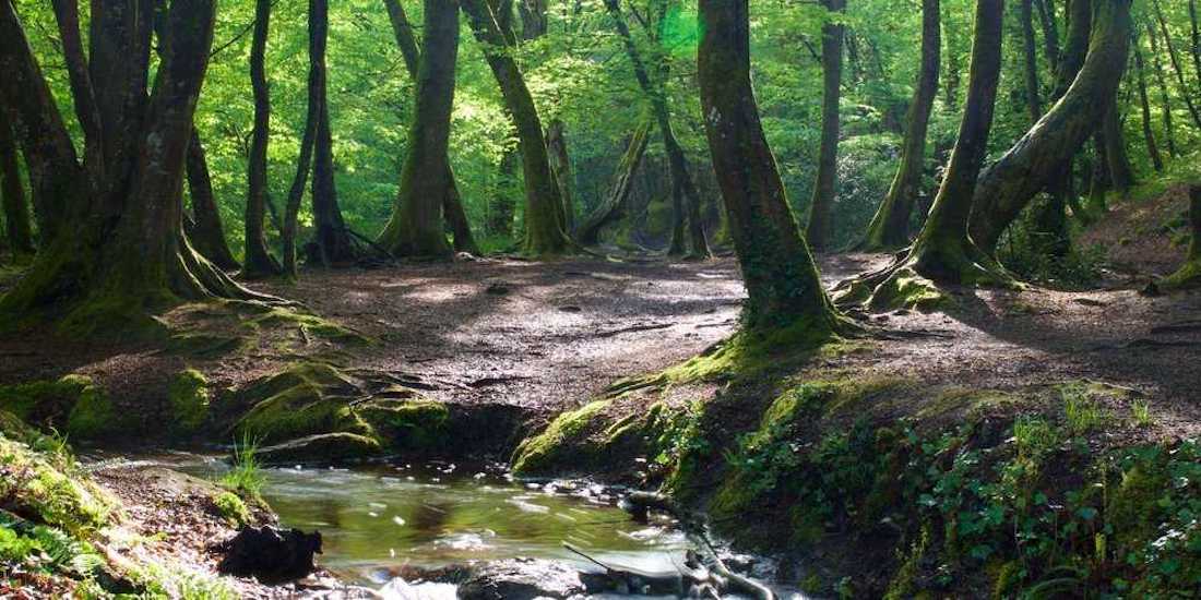 Bretagne : Au Pays de Merlin l’Enchanteur en forêt de Brocéliande ...