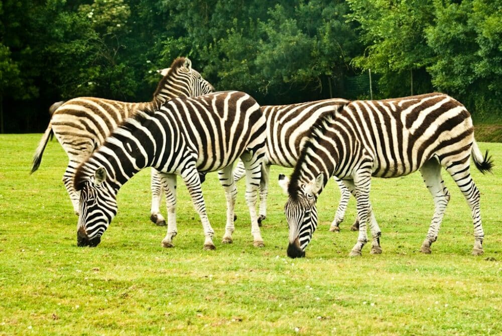 Le top 5 des Safaris-parcs en France