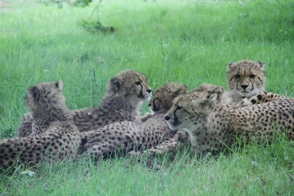 Le top 5 des Safaris-parcs en France